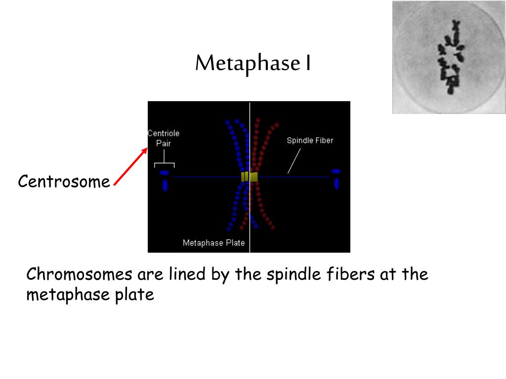 PPT - Meiosis PowerPoint Presentation, free download - ID:6520818