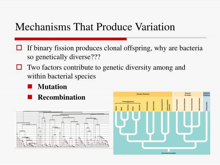PPT - Topic 6 Growth & Reproduction of Bacteria PowerPoint Presentation ...