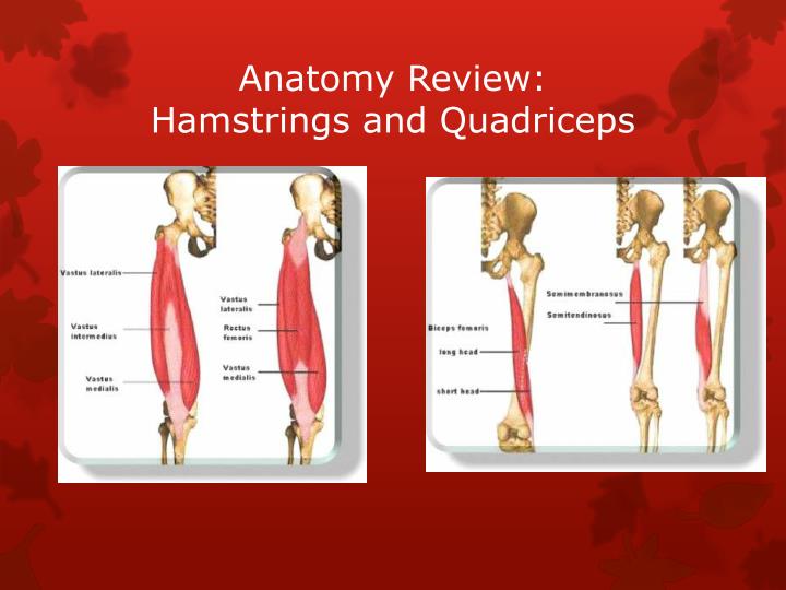 PPT - Kinesiology Laboratory 2: Muscle Mechanics PowerPoint ...