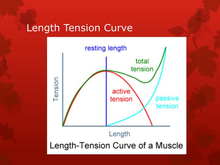 PPT - Kinesiology Laboratory 2: Muscle Mechanics PowerPoint ...