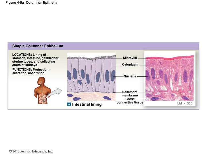 PPT - 4 The Tissue Level of Organization PowerPoint Presentation - ID ...
