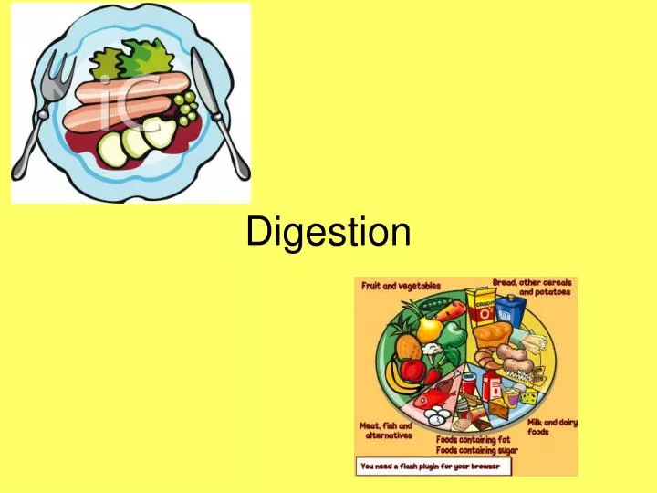 PPT - Digestion PowerPoint Presentation, free download - ID:6521989