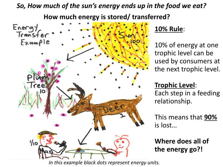 PPT - Ecology: Energy Flow and Nutrient Cycles PowerPoint Presentation ...