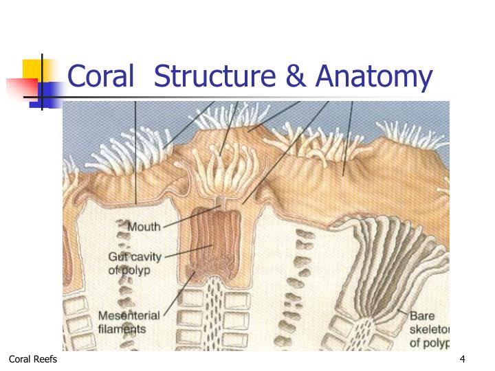 PPT - Coral Reefs PowerPoint Presentation - ID:6522498
