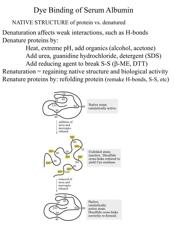 PPT - Dye Binding of Serum Albumin PowerPoint Presentation - ID:6523818