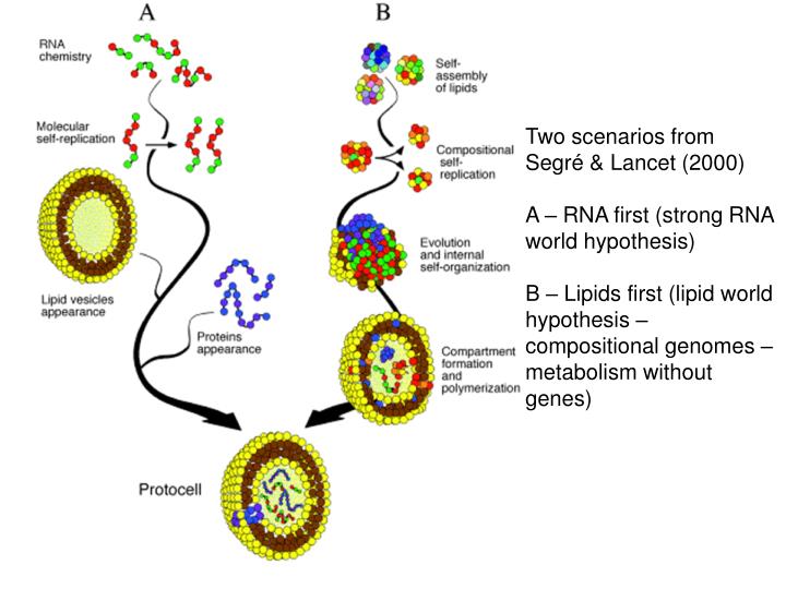 PPT - RNA World PowerPoint Presentation - ID:6524270
