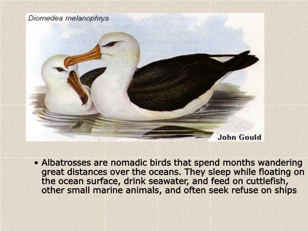 PPT - Rhyme of the Ancient Mariner By: Samuel T. Coleridge PowerPoint ...