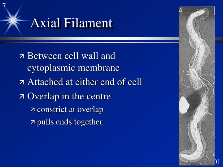 PPT - Spirochaetes PowerPoint Presentation - ID:6524656