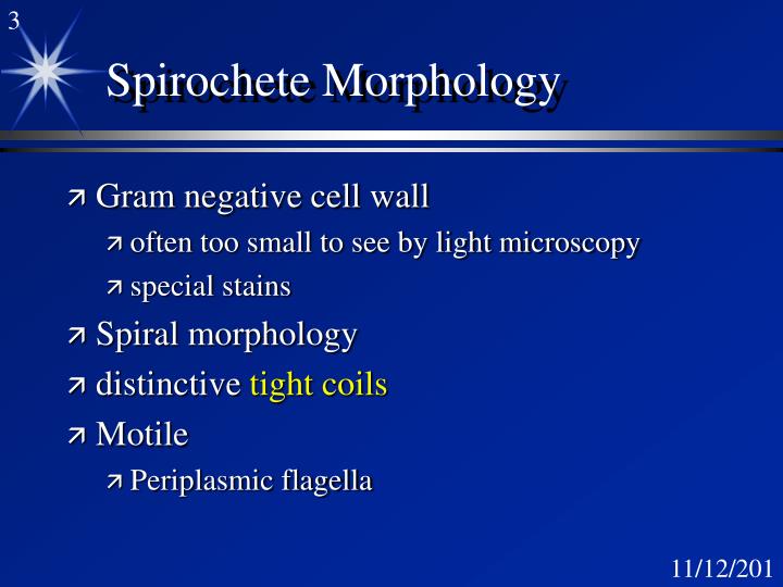 PPT - Spirochaetes PowerPoint Presentation - ID:6524656