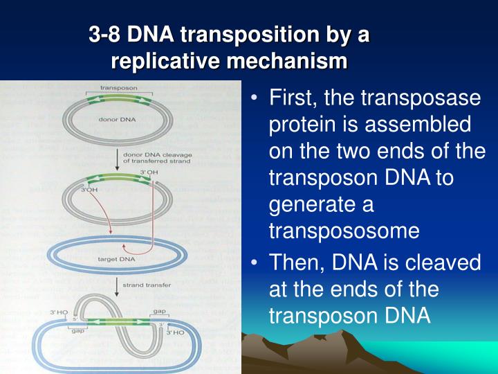 PPT - Chapter 11 Site-Specific Recombination & Transposition of DNA ...