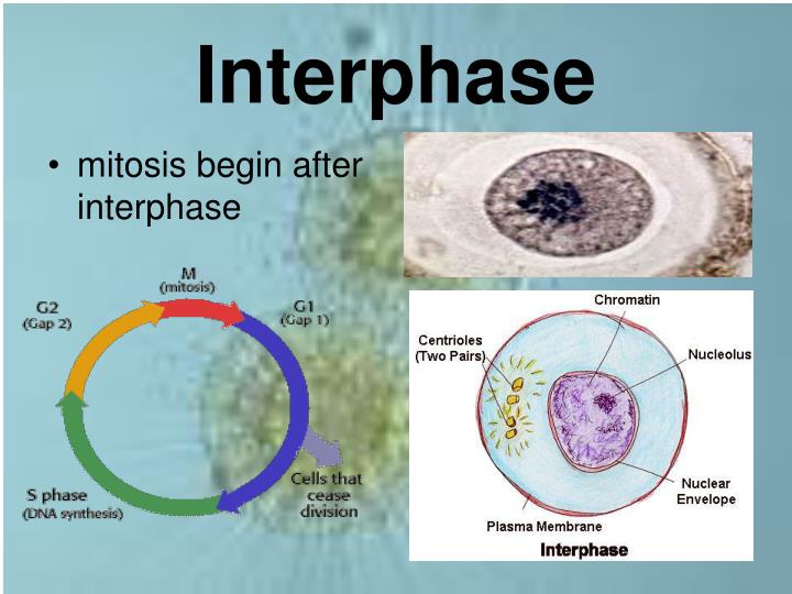 PPT - Reproduction PowerPoint Presentation - ID:6525011