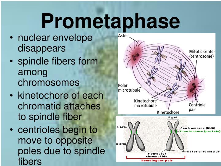 PPT - Reproduction PowerPoint Presentation - ID:6525011