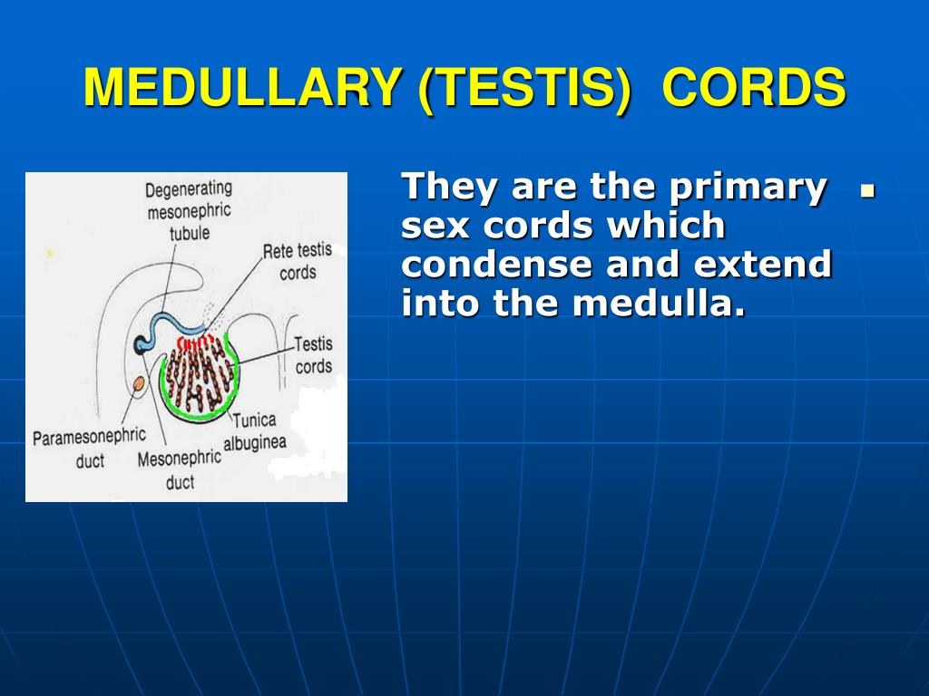 Ppt Genital System Powerpoint Presentation Free Download Id 6525714