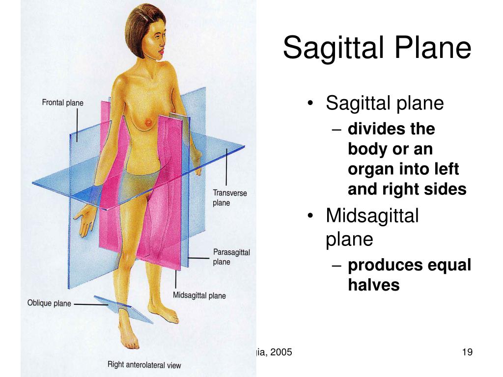Ppt An Introduction To The Human Body Powerpoint Presentation Free Download Id6525884