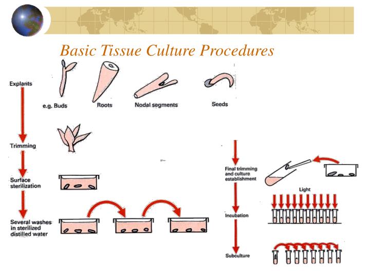 PPT - Improving Plants for the 21 st Century PowerPoint Presentation ...