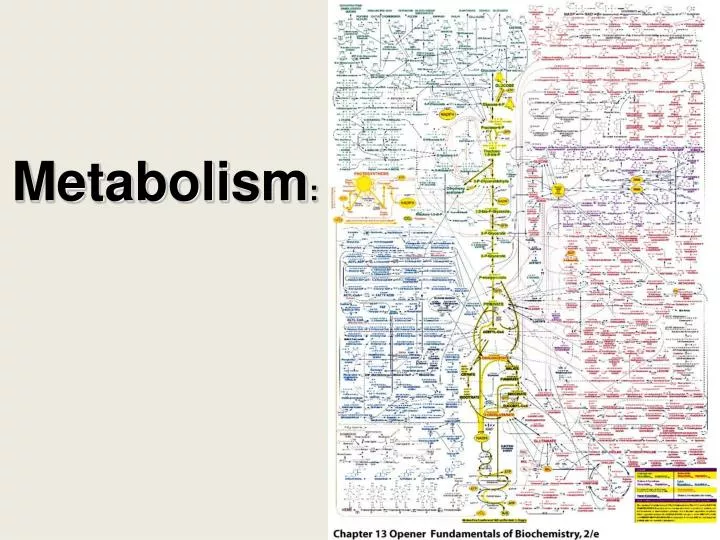 PPT - Metabolism : PowerPoint Presentation, free download - ID:6527062