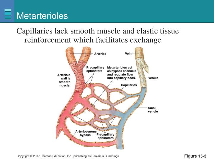 PPT - Blood Flow and the Control of Blood Pressure PowerPoint ...