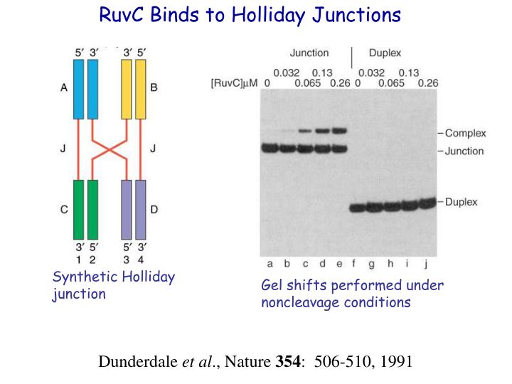 PPT - E. coli RecBCD Pathway of Homologous Recombination I PowerPoint ...