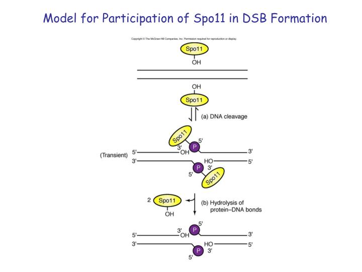 PPT - E. coli RecBCD Pathway of Homologous Recombination I PowerPoint ...