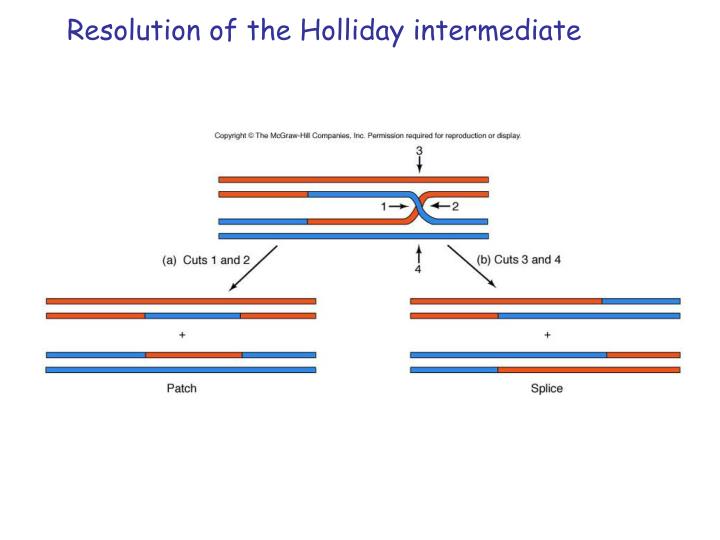 PPT - E. coli RecBCD Pathway of Homologous Recombination I PowerPoint ...