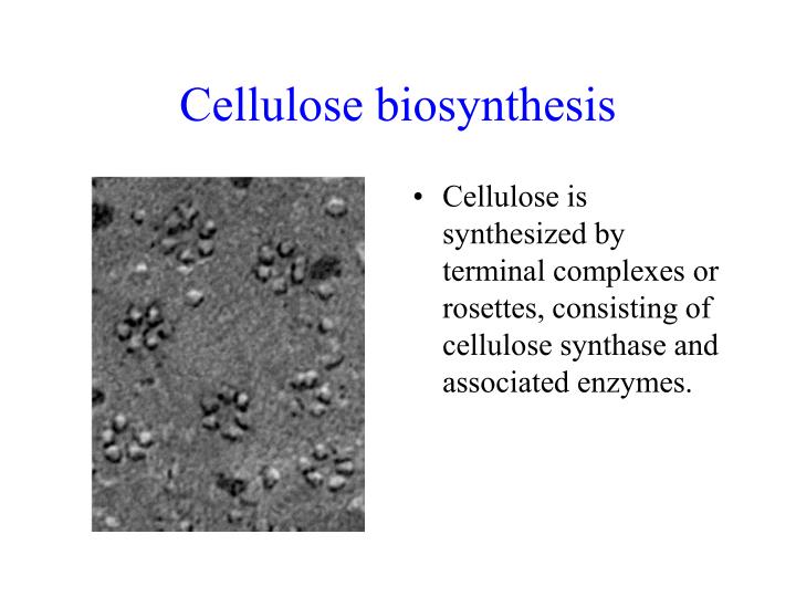 PPT - Plant Carbohydrate Biosynthesis PowerPoint Presentation - ID:6529889