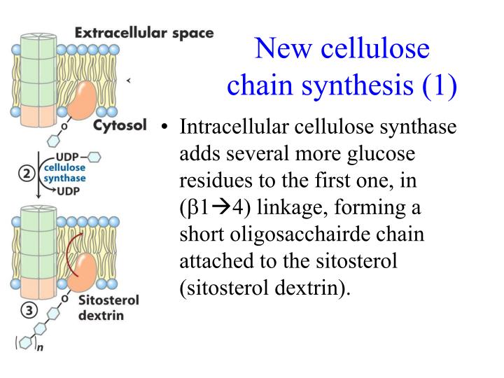 PPT - Plant Carbohydrate Biosynthesis PowerPoint Presentation - ID:6529889