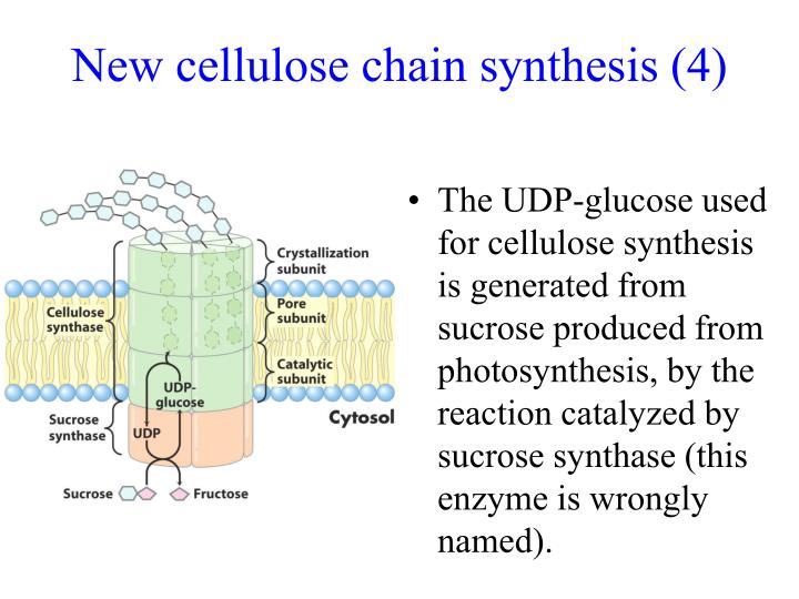 PPT - Plant Carbohydrate Biosynthesis PowerPoint Presentation - ID:6529889