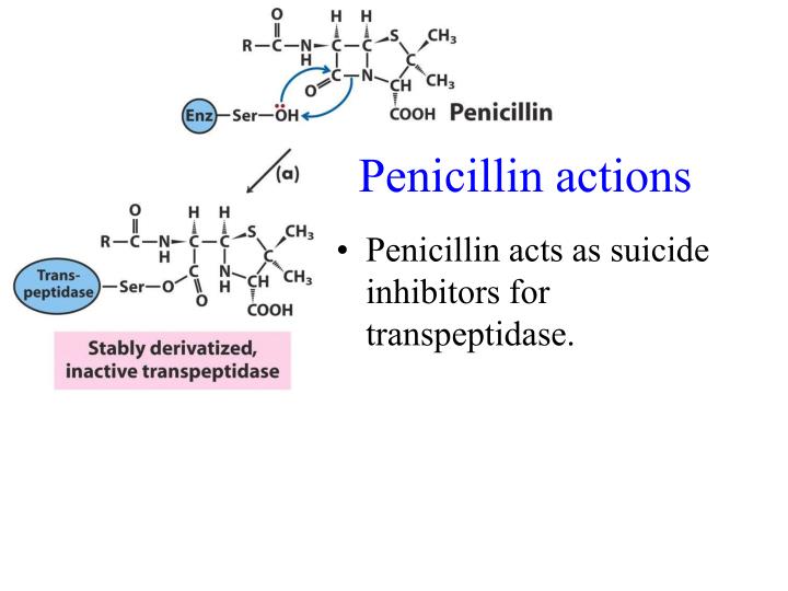 PPT - Plant Carbohydrate Biosynthesis PowerPoint Presentation - ID:6529889
