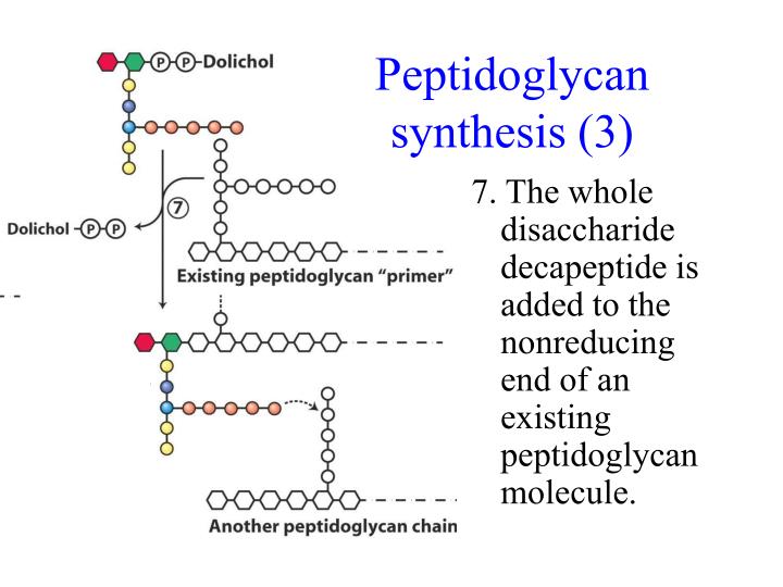 PPT - Plant Carbohydrate Biosynthesis PowerPoint Presentation - ID:6529889
