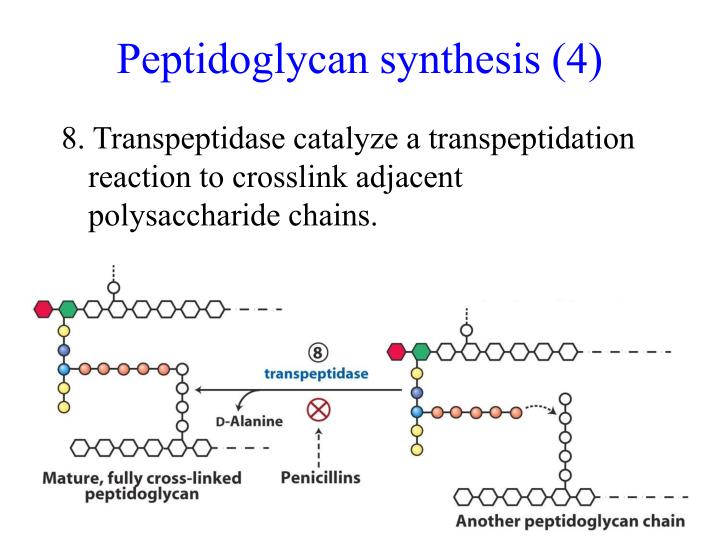 PPT - Plant Carbohydrate Biosynthesis PowerPoint Presentation - ID:6529889