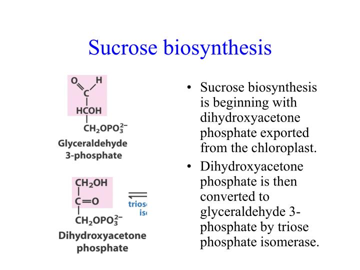 PPT - Plant Carbohydrate Biosynthesis PowerPoint Presentation - ID:6529889