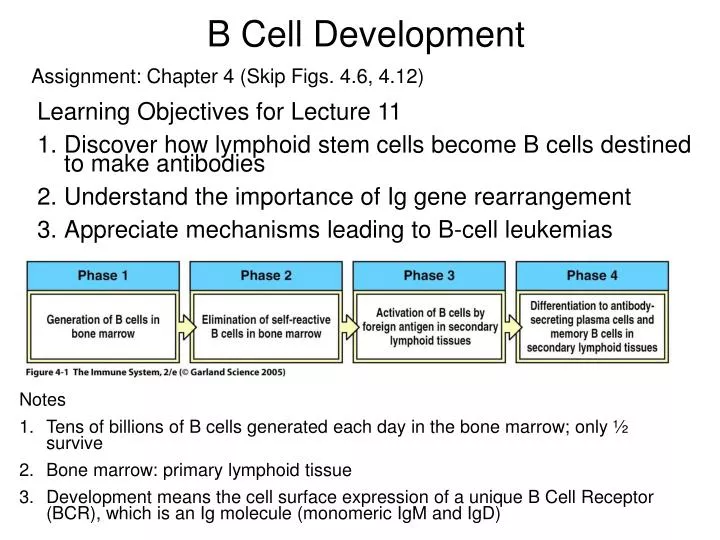 PPT - B Cell Development PowerPoint Presentation, free download - ID ...