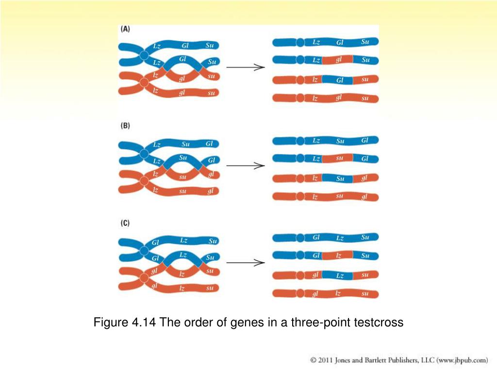 Ppt Genetic Linkage And Chromosome Mapping Powerpoint Presentation 55d