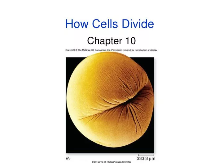 PPT - How Cells Divide PowerPoint Presentation, free download - ID:6531509