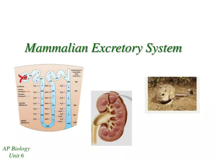 PPT - Mammalian Excretory System PowerPoint Presentation, free download ...