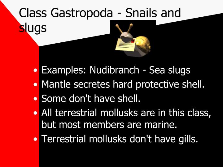 PPT - Phylum Mollusca PowerPoint Presentation - ID:6532752