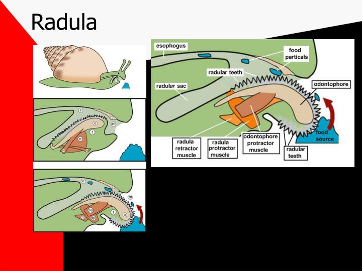 PPT - Phylum Mollusca PowerPoint Presentation - ID:6532752