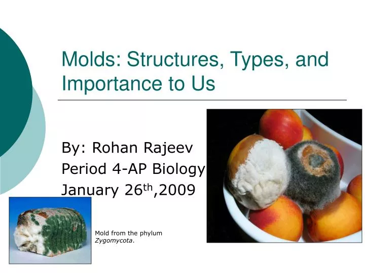 PPT - Molds: Structures, Types, and Importance to Us PowerPoint ...