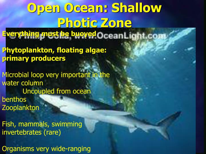 PPT - Open Ocean: Shallow Photic Zone PowerPoint Presentation - ID:6533543