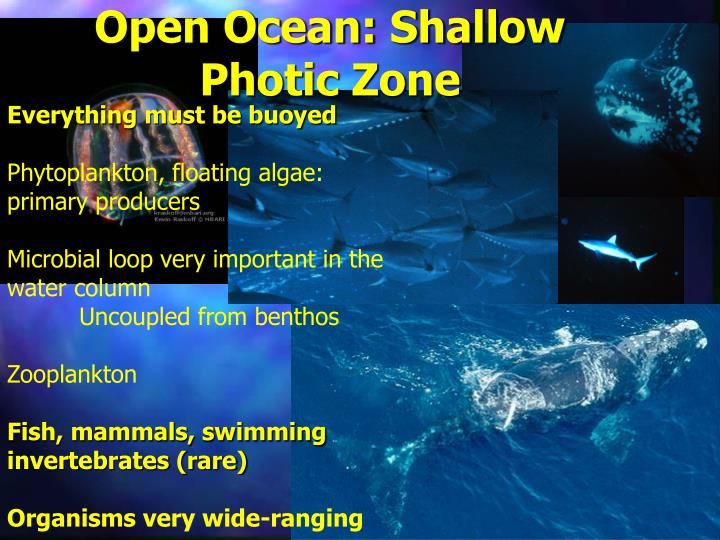PPT - Open Ocean: Shallow Photic Zone PowerPoint Presentation - ID:6533543