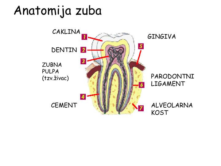 PPT - RADIOLOŠKA OBRADA U ORALNOJ KIRURGIJI PowerPoint Presentation ...