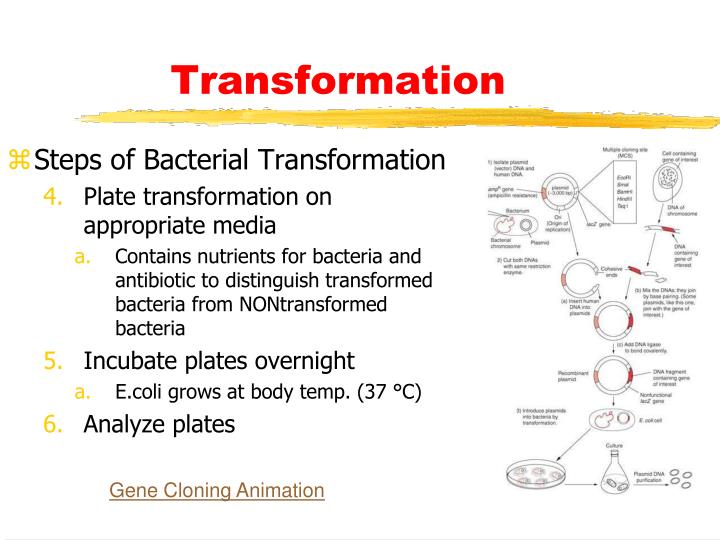 PPT - Chapter 3 PowerPoint Presentation - ID:6535376