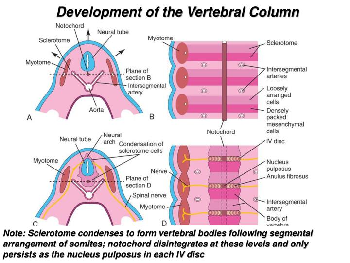PPT - Vertebral Column- 4 th Week Onward Sept 29 th , 2014 PowerPoint ...