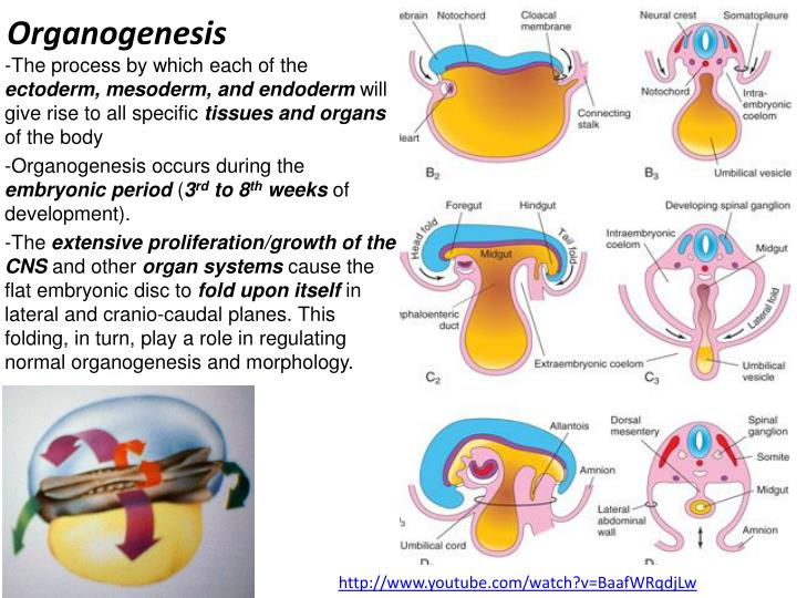 PPT - Vertebral Column- 4 th Week Onward Sept 29 th , 2014 PowerPoint ...