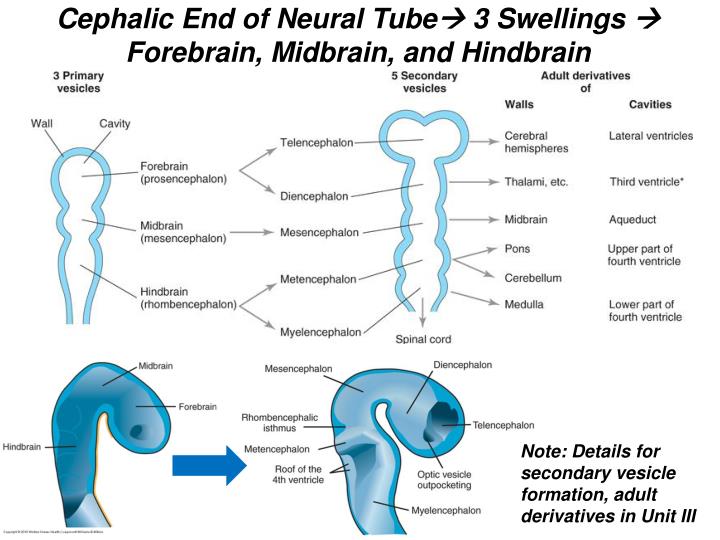 PPT - Vertebral Column- 4 th Week Onward Sept 29 th , 2014 PowerPoint ...