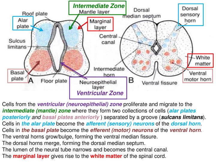 PPT - Vertebral Column- 4 th Week Onward Sept 29 th , 2014 PowerPoint ...