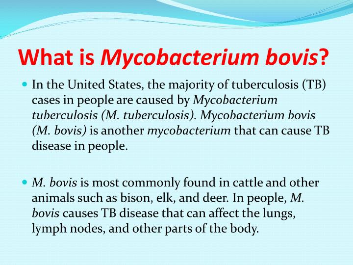 PPT - Mycobacterium bovis PowerPoint Presentation - ID:6536340