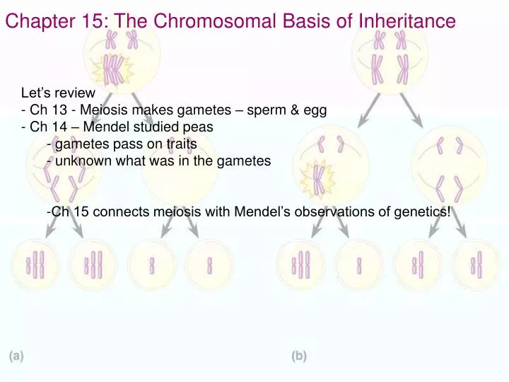 PPT - Chapter 15: The Chromosomal Basis of Inheritance PowerPoint ...