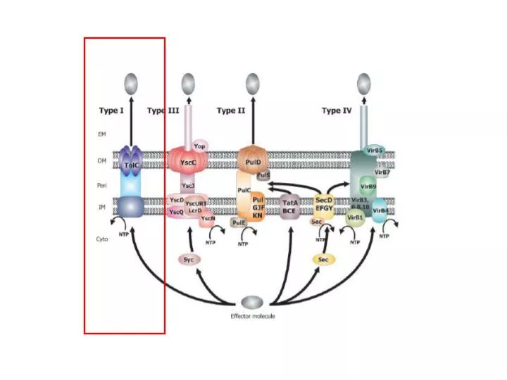 PPT - Type I secretion systems use an ABC transporter PowerPoint ...