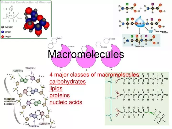 PPT - Macromolecules PowerPoint Presentation, free download - ID:6540633